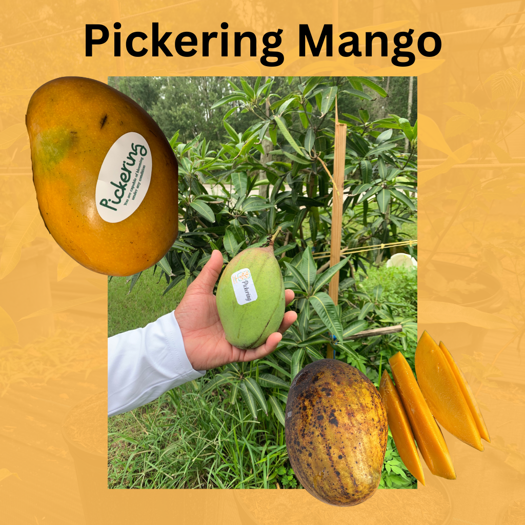 Pickering Dwarf Mango Tree – Karpos Living